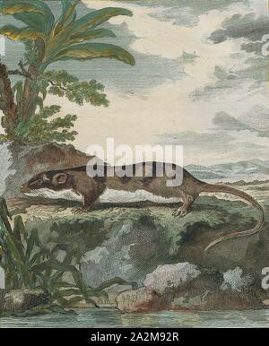 Yapok or water opossum, Chironectes minimus (yapock or palmated opossum ...