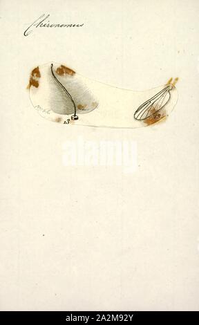 Family Chironomidae Genus Chironomus Bloodworm Mosquito wild nature ...
