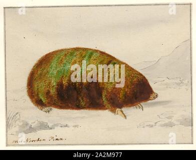 Cape golden mole, Chrysochloris asiatica (Cape chrysochlore or shining ...