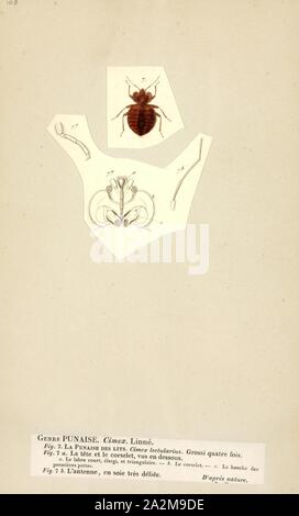 Bed bugs Cimex lectularius Stock Photo - Alamy