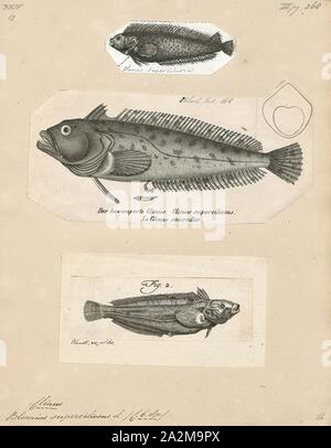 A Super Klipfish (Clinus superciliosus) on the ocean floor with a ...