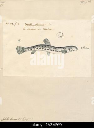 Spined Loach, Cobitis taenia Stock Photo - Alamy