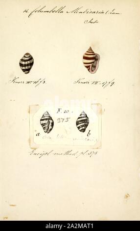 Bumble Bee Snail - (Engina mendicaria Stock Photo - Alamy