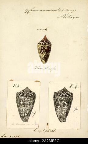 Conus acuminatus, Print Stock Photo - Alamy