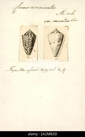 Conus acuminatus, Print Stock Photo - Alamy