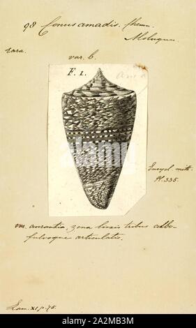 Conus amadis, Print, Conus amadis, common name: the Amadis cone, is a ...