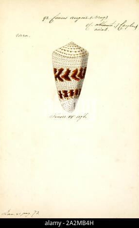 Conus augur, Print, Conus augur, common name the auger cone, is a ...