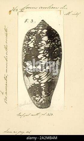Conus aulicus, Print, Conus aulicus, common name the princely cone, is ...