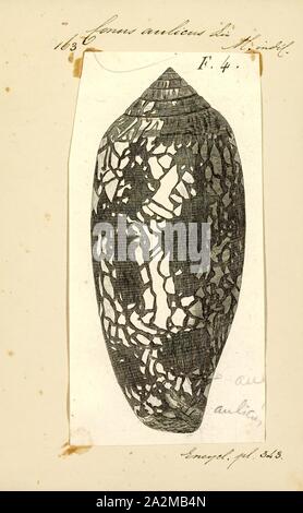 Conus aulicus, princely cone, predatory sea snail, cone shells, brown ...