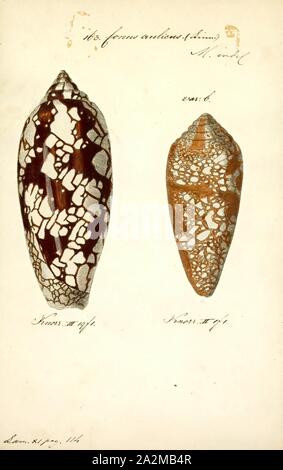 Conus aulicus, princely cone, predatory sea snail, cone shells, brown ...