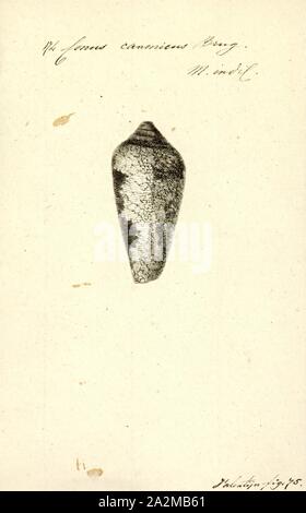 Conus canonicus, Print, Conus canonicus, common name the tiger cone, is ...