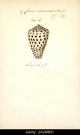 Conus eburneus, Print, Conus eburneus, common name the ivory cone, is a ...