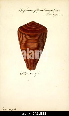 Conus figulinus, Print, Conus figulinus, common name the fig cone, is a ...