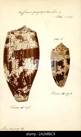 Geography Cone Snail (Conus geographus), shell. Studio picture against ...