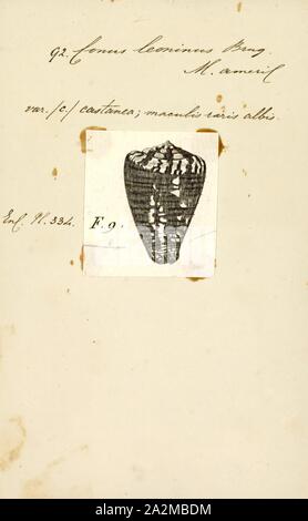 Conus leoninus, Print, Fossil Conus pelagicus from the Pliocene of ...