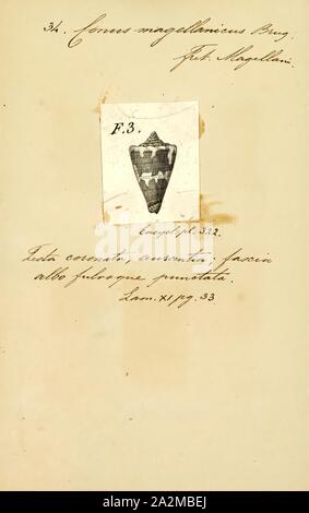 Cone Snails (Conidae Stock Photo - Alamy