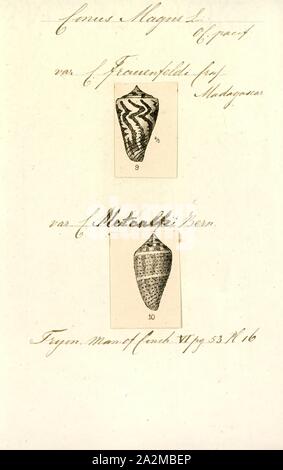 Conus magus, Print, Conus magus, common name the magical cone, is a ...