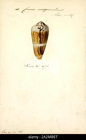 Conus magus, Print, Conus magus, common name the magical cone, is a ...