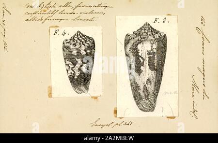 Conus magus, Print, Conus magus, common name the magical cone, is a ...
