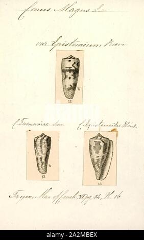 Conus magus, Print, Conus magus, common name the magical cone, is a ...