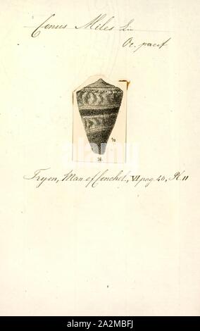 Conus miles, Print, Conus miles, common name the soldier cone, is a ...