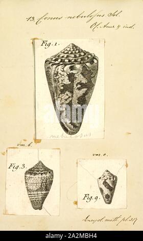 Conus nebulosus, Print Stock Photo - Alamy