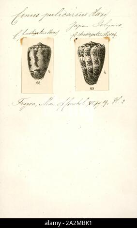 Conus pulicarius, Print, Conus pulicarius, common name the flea-bitten ...