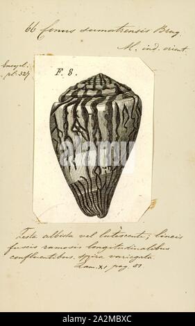 Conus sumatrensis, Print Stock Photo - Alamy