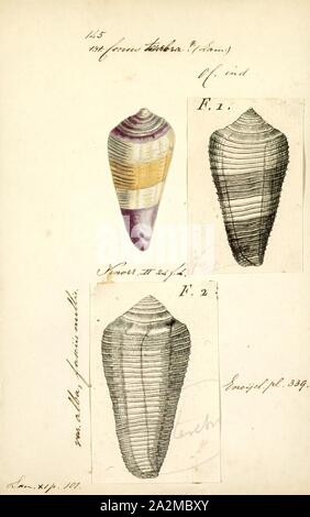 Conus terebra, Print, Conus terebra is a species of sea snail, a marine ...