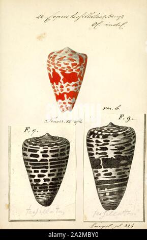 Conus tessellatus, Print, Fossil Conus pelagicus from the Pliocene of ...