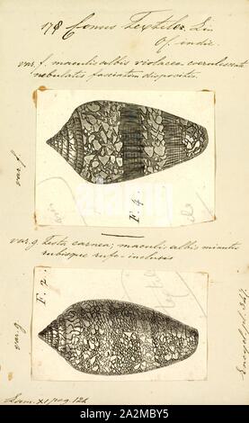 Textile Cones - Shells Stock Photo - Alamy