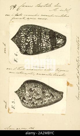 Conus textile, Print, Conus textile, common name the textile cone or ...