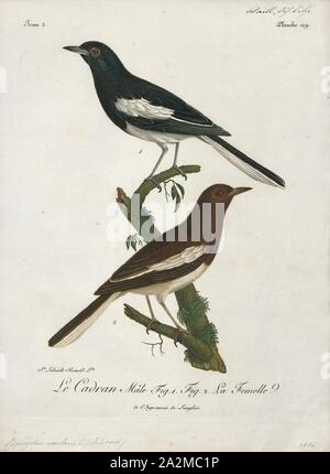 The National Bird of Bangladesh is the Oriental Magpie-Robin. They are ...