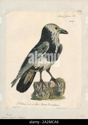 Two Common Raven or Northern Raven (Corvus corax) at the Sacramento ...