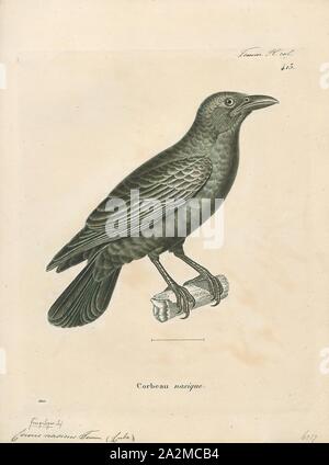 CUBAN CROW (Corvus nasicus) in coconut tree, Maria la Gorda, Cuba Stock ...