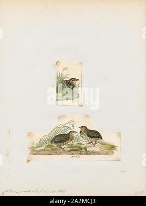 Stubble Quail (Coturnix pectoralis) in Australia Stock Photo - Alamy