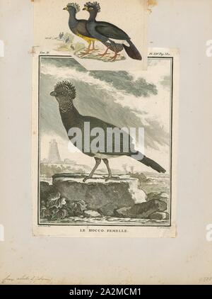 A black curassow (Crax alector), also known as the smooth-billed ...