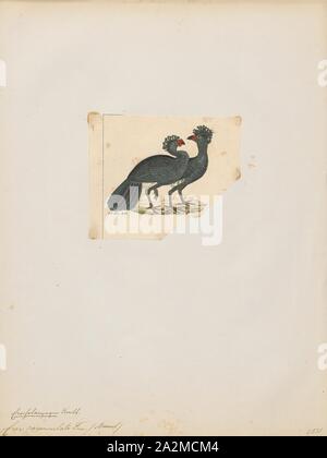 The wattled curassow (Crax globulosa) is a threatened member of the ...