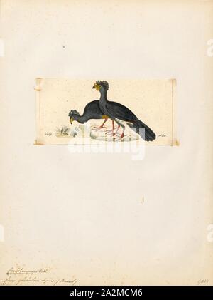 The wattled curassow (Crax globulosa) is a threatened member of the ...