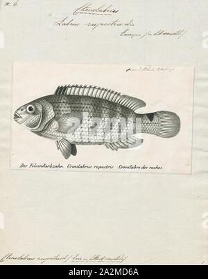 Ctenolabrus rupestris, or Goldsinny Wrasse, also known as Jago's ...