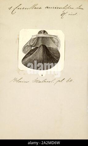 Cucullaea auriculifera, Print, False ark shell, The false ark shells ...