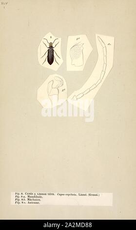 Cupes, Print, Cupes is a genus of beetles in the family Cupedidae. The ...