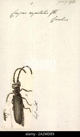 Cupes, Print, Cupes is a genus of beetles in the family Cupedidae. The ...