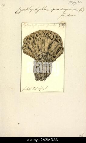 Cyathophyllum quadrigeminum, Print Stock Photo - Alamy