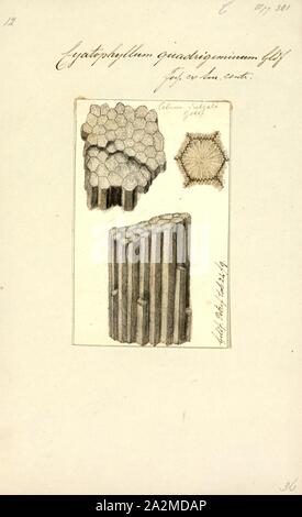 Cyathophyllum quadrigeminum, Print Stock Photo - Alamy