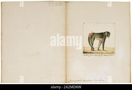 Cynocephalus leucophaeus, Print, The Philippine flying lemur or ...