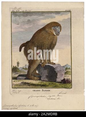 Cynocephalus sphinx, Print, The Philippine flying lemur or Philippine ...