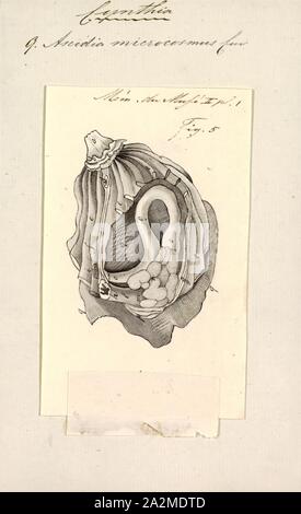 Cynthia microcosmus, Print, Biota Animalia (Kingdom) Chordata (Phylum ...