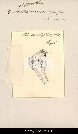 Cynthia microcosmus, Print, Biota Animalia (Kingdom) Chordata (Phylum ...