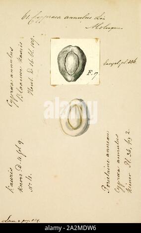 Gold Ring Cowry, Monetaria annulus, a sea snail found in the Red Sea ...